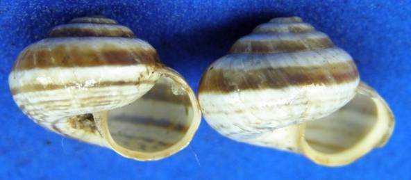 shellauction.net :: Cernuella virgata - 3410445