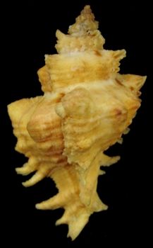 shellauction.net :: Chicoreus austramosus - 3411204