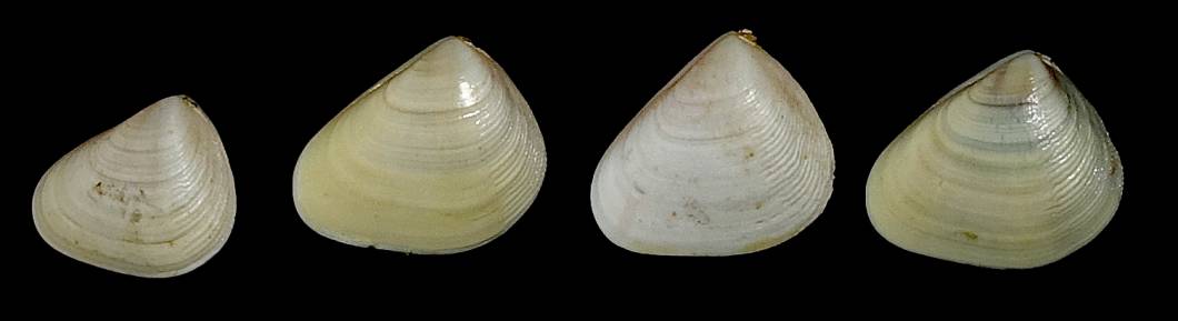 shellauction.net :: Donax incarnatus assorted - 3411283