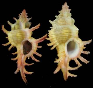 shellauction.net :: Chicoreus aculeatus - 3411285