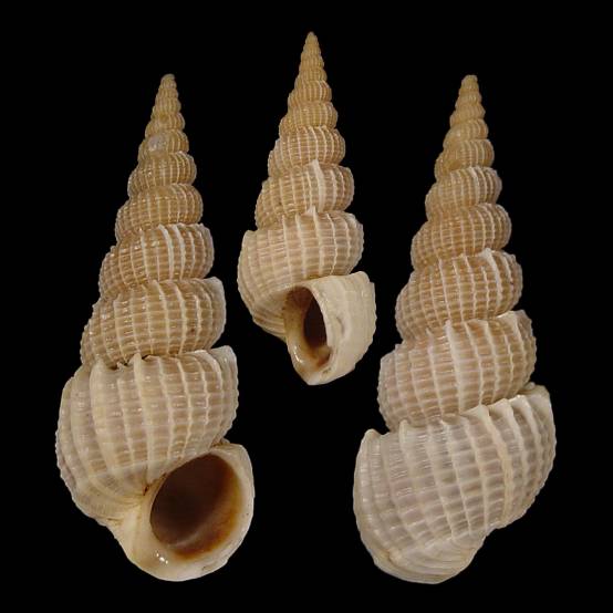 shellauction.net :: Amaea guineensis - 3411684