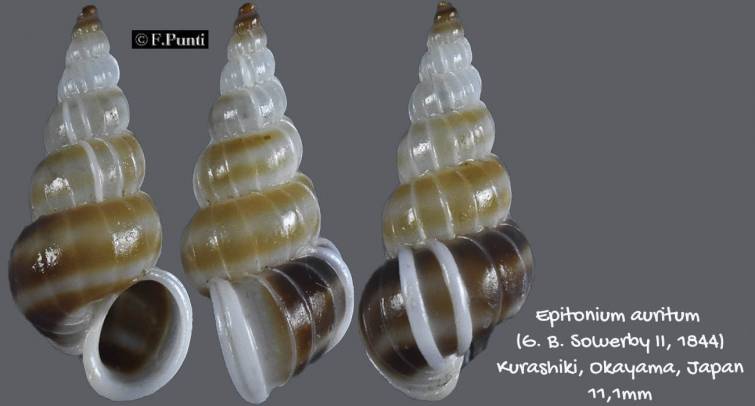 shellauction.net :: Epitonium auritum - 3411941