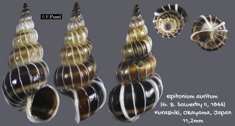 shellauction.net :: Epitonium auritum - 3411956