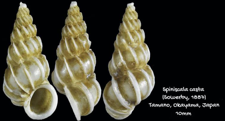 shellauction.net :: Spiniscala casta - 3412037