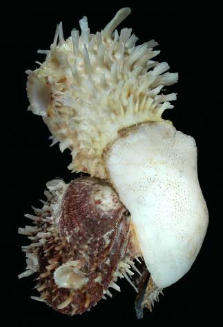 shellauction.net :: Spondylus butleri - 3412086