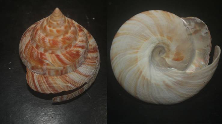 shellauction.net :: Pleurotomaria hirasei - 3412935