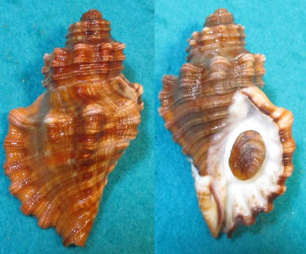 shellauction.net :: Cymatium cutaceum africanum var. - 3415516