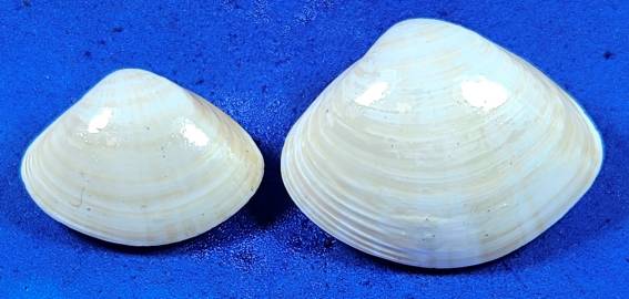 shellauction.net :: Mactra olorina - 3415540