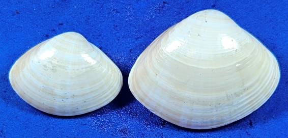 shellauction.net :: Mactra olorina - 3415540