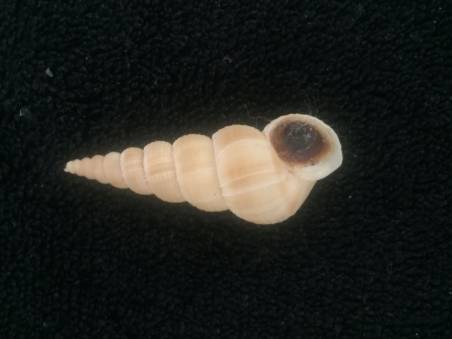 shellauction.net :: Amaea africana - 3415757