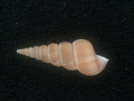 shellauction.net :: Amaea africana - 3415759