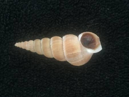 shellauction.net :: Amaea africana - 3415759