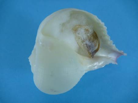 shellauction.net :: Rapa incurva - 3419288