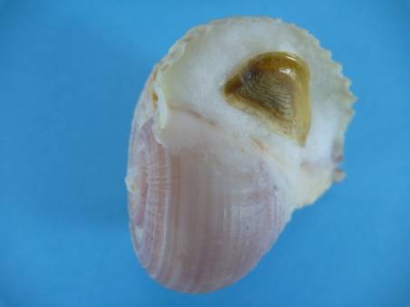 shellauction.net :: Rapa rapa - 3419329