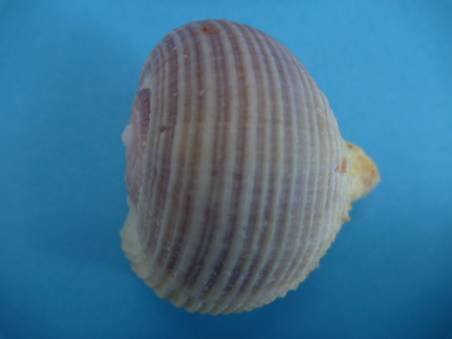 shellauction.net :: Rapa rapa - 3419329