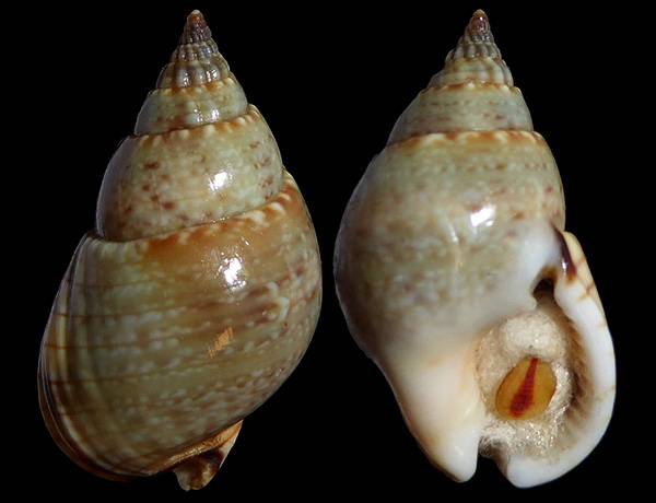 shellauction.net :: Nassarius filosus - 3419732