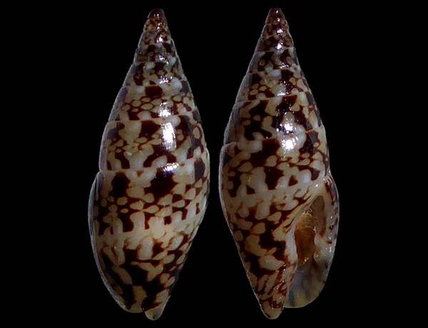 shellauction.net :: Mitrella inesitae - 3419747