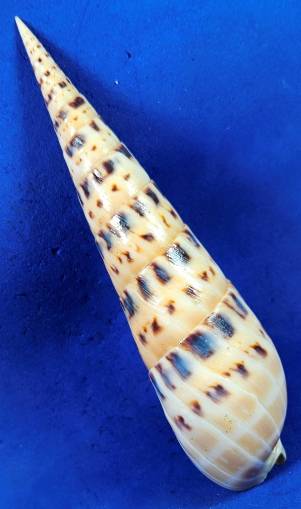 shellauction.net :: Terebra maculata - 3419953