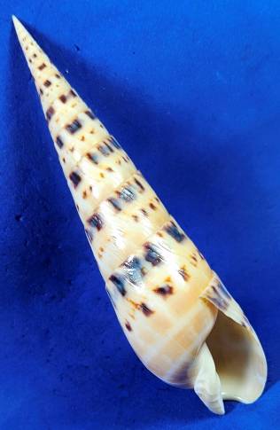 shellauction.net :: Terebra maculata - 3419953