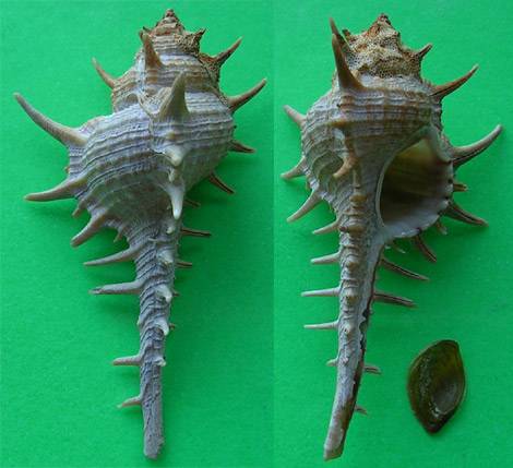 shellauction.net :: Murex africanus - 3421783