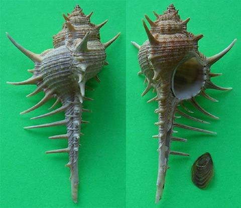 shellauction.net :: Murex africanus - 3421784