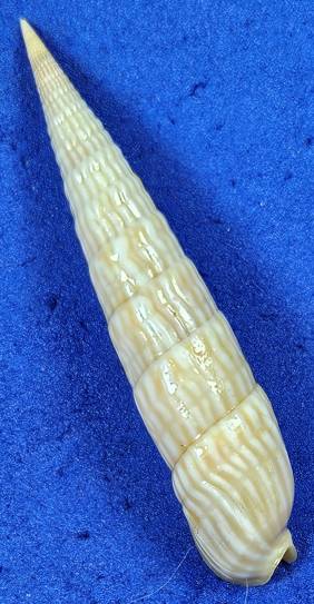 shellauction.net :: Terebra cerithina - 3422304