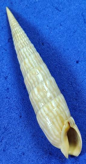 shellauction.net :: Terebra cerithina - 3422304