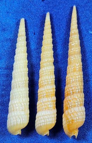 shellauction.net :: Terebra babylonia - 3422314