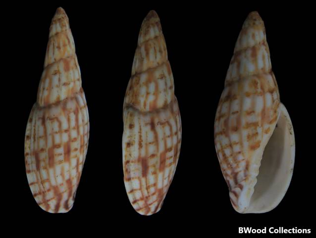 shellauction.net :: Lyria patbaili patbaili - 3423572