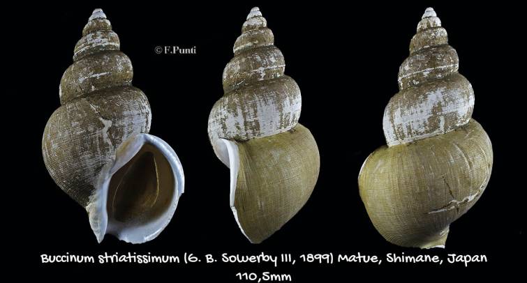 shellauction.net :: Buccinum striatissimum - 3423945