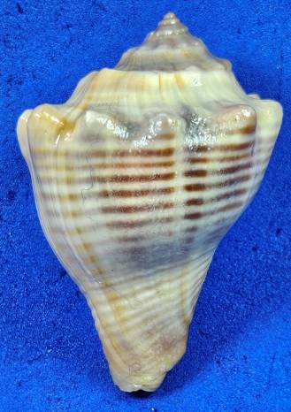 shellauction.net :: Volema pyrum nodosa - 3425110