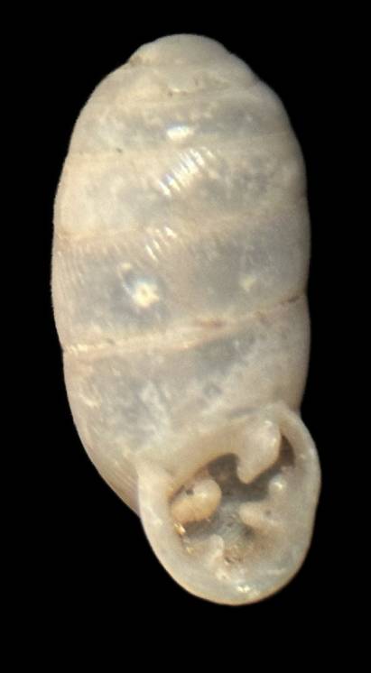 shellauction.net :: Gulella instabilis - 3426783