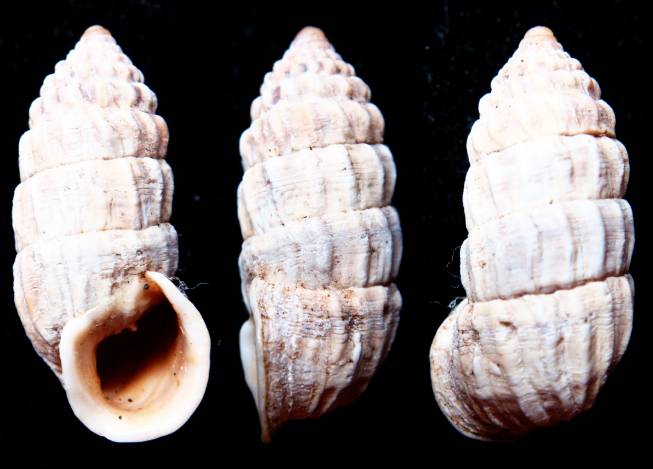 shellauction.net :: Cerion sisal - 3426787