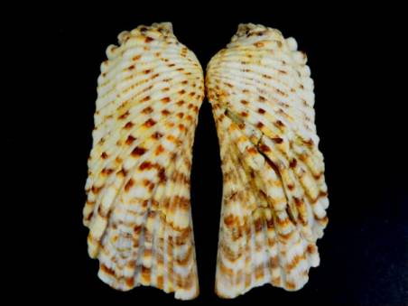 shellauction.net :: Arca navicularis - 3427915