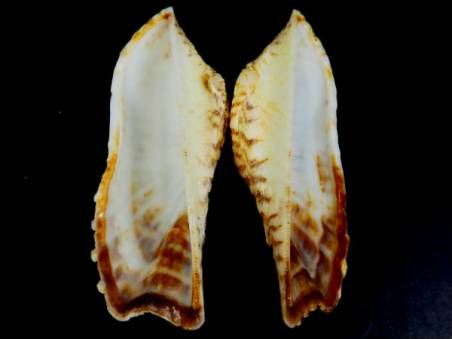 shellauction.net :: Arca navicularis - 3427915