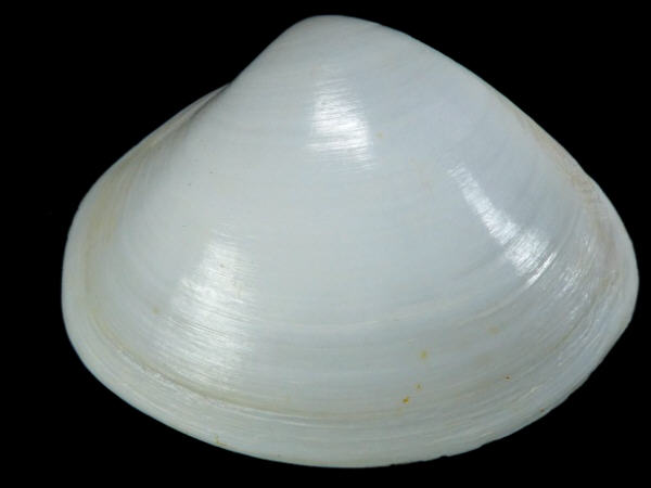 shellauction.net :: Mactra olorina - 3429280