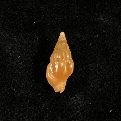 shellauction.net :: Anachis carloslirae - 3429372