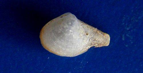 shellauction.net :: Cuspidaria cuspidata - 3429550