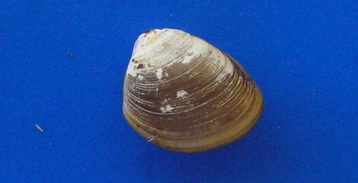 shellauction.net :: Nucula hanleyi - 3429567