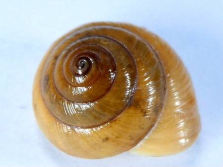 shellauction.net :: Papuina species - 3430096