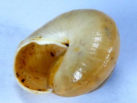 shellauction.net :: Papuina species - 3430096