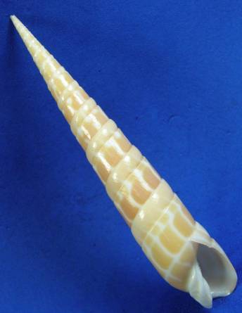 shellauction.net :: Terebra species cf. dimidiata - 3430793