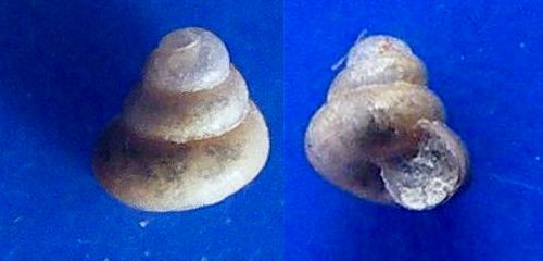 shellauction.net :: Benthonella tenella - 3430909