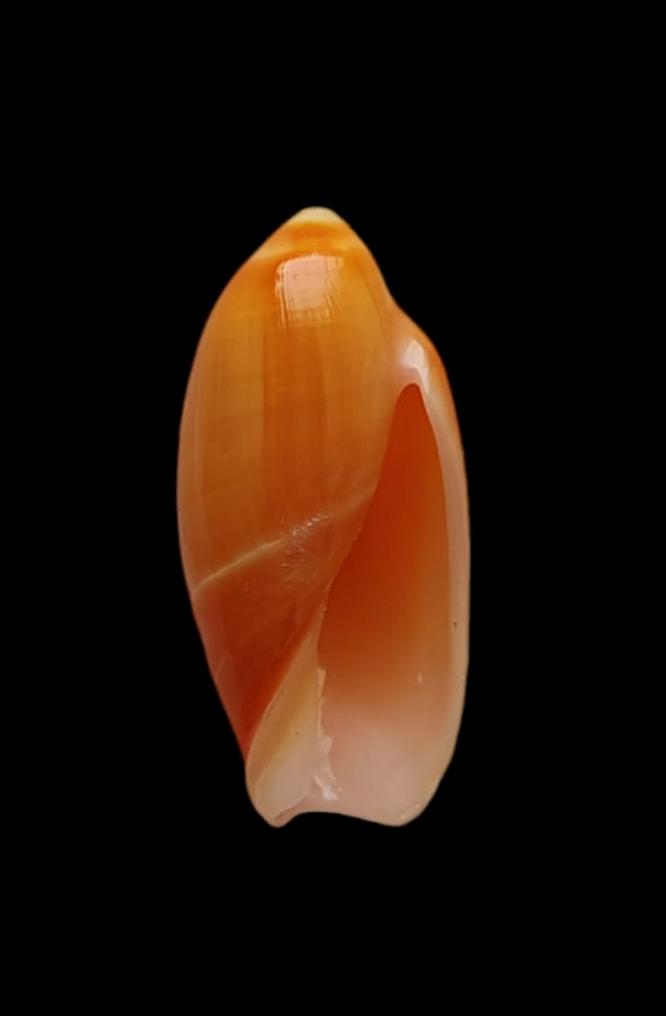 shellauction.net :: Ancilla faustoi - 3431651