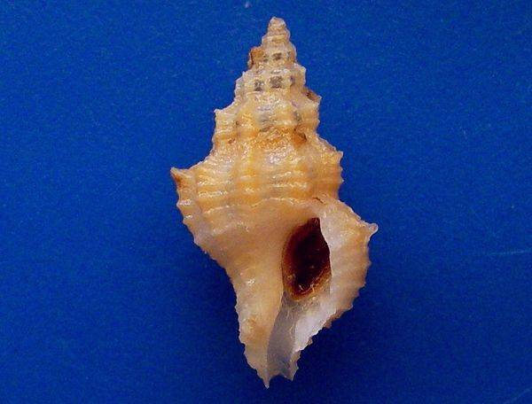 shellauction.net :: Orania mixta - 3432251