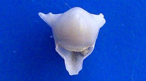 shellauction.net :: Diacavolinia longirostris - 3432349