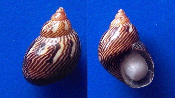 shellauction.net :: Tricolia pullus - 3432367