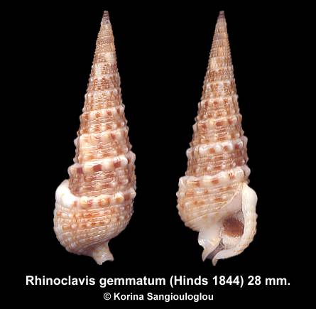 shellauction.net :: Rhinoclavis gemmatum - 3434511