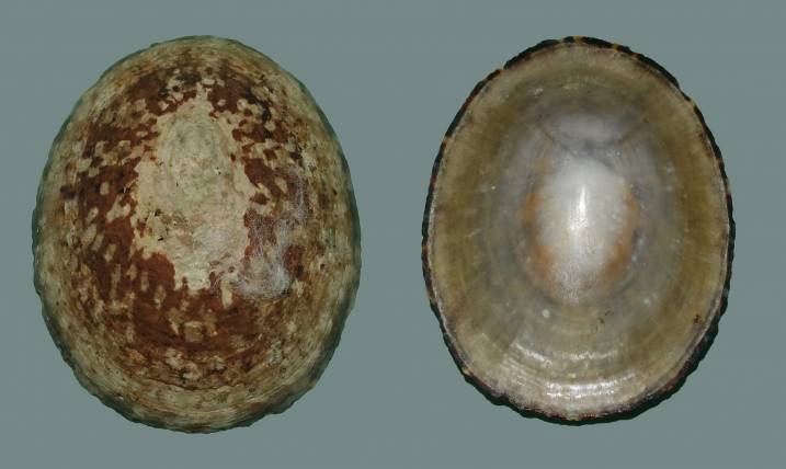 shellauction.net :: Cellana testudinaria - 3434949