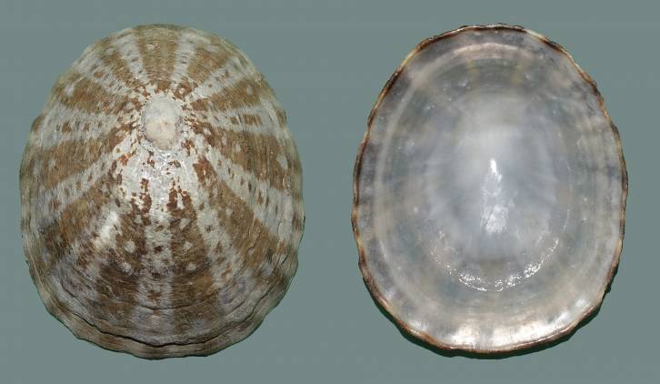 shellauction.net :: Cellana testudinaria - 3434950